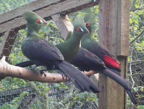 Turakoarten – Weichfresser e.V.