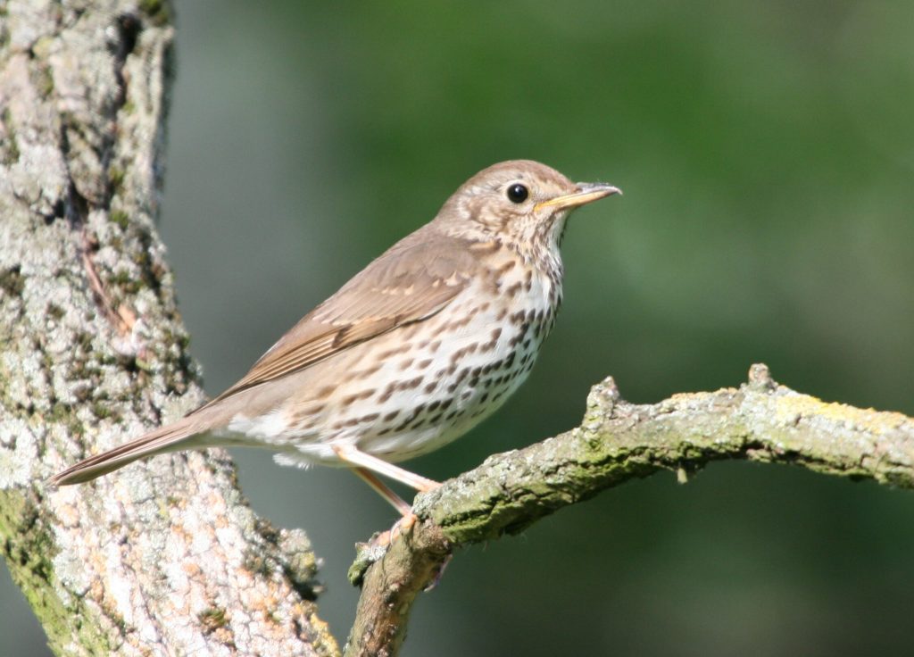 Singdrossel – Weichfresser e.V.